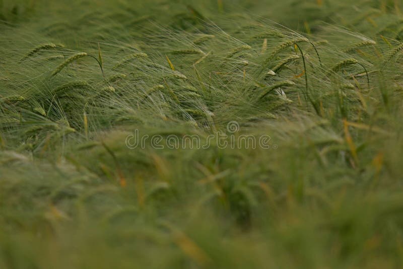 Young Green Rye Grains in the Field. Stock Image - Image of agriculture ...