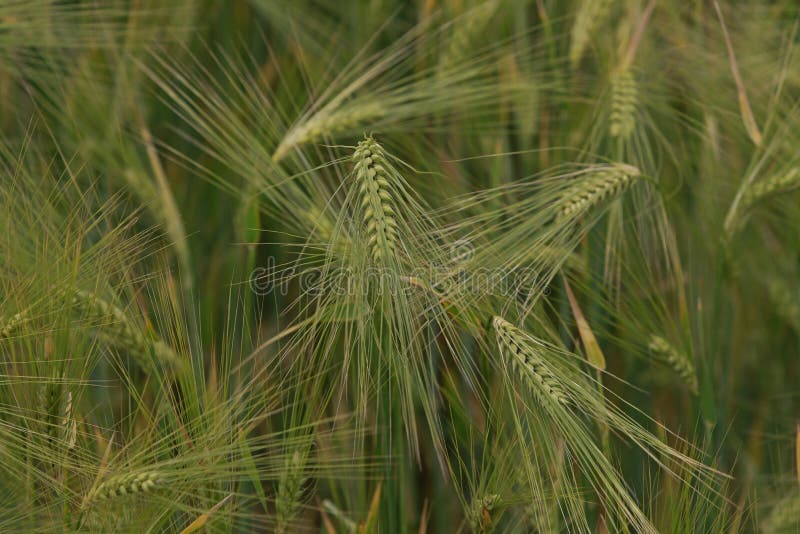 Young Green Rye Grains in the Field. Stock Photo - Image of foliage ...