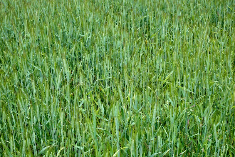 Young green rye stock image. Image of summer, natural - 186116747