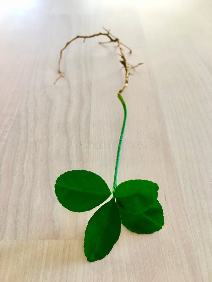 The Young Green Sapling Sprout with Root on Wooden Background Stock ...