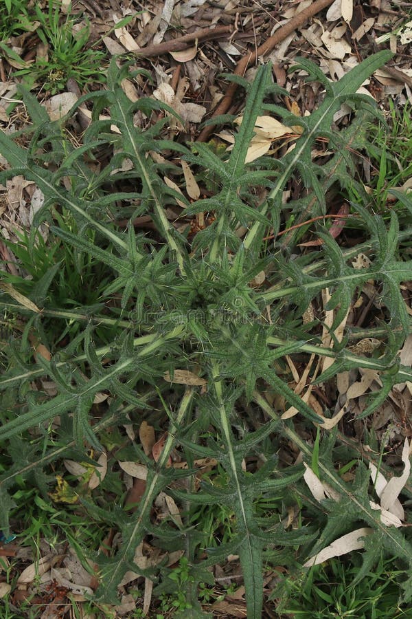 A Young Green Scotch Thistle Plant Viewed from Above Stock Photo ...