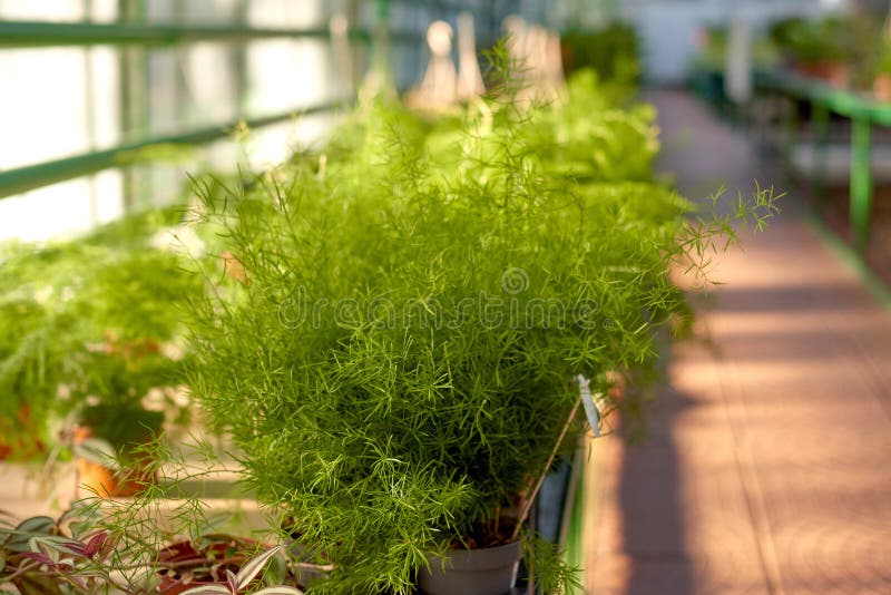 Young Green Seedlings in Pots in Greenhouse. Green Plants in Pots Stock ...