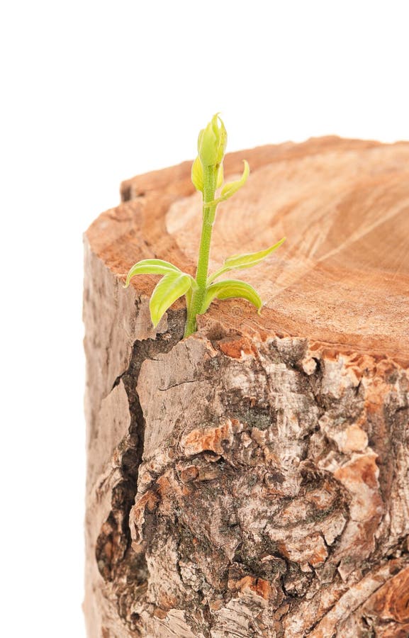 Young green shoot stock image. Image of plant, firewood - 67515805