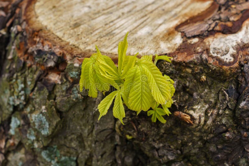 116 Tree Stump Green Plant Shoot Stock Photos - Free & Royalty-Free ...