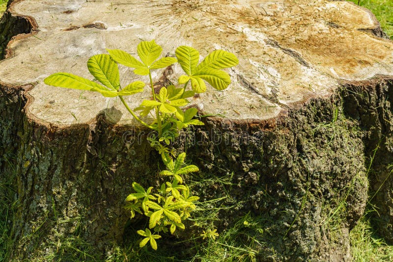 Sawn-off Tree Stump in the Forest Stock Image - Image of environmental ...