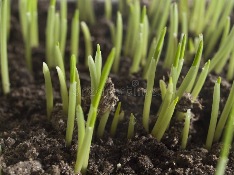 The young green shoots stock image. Image of heaven, germ - 22256287