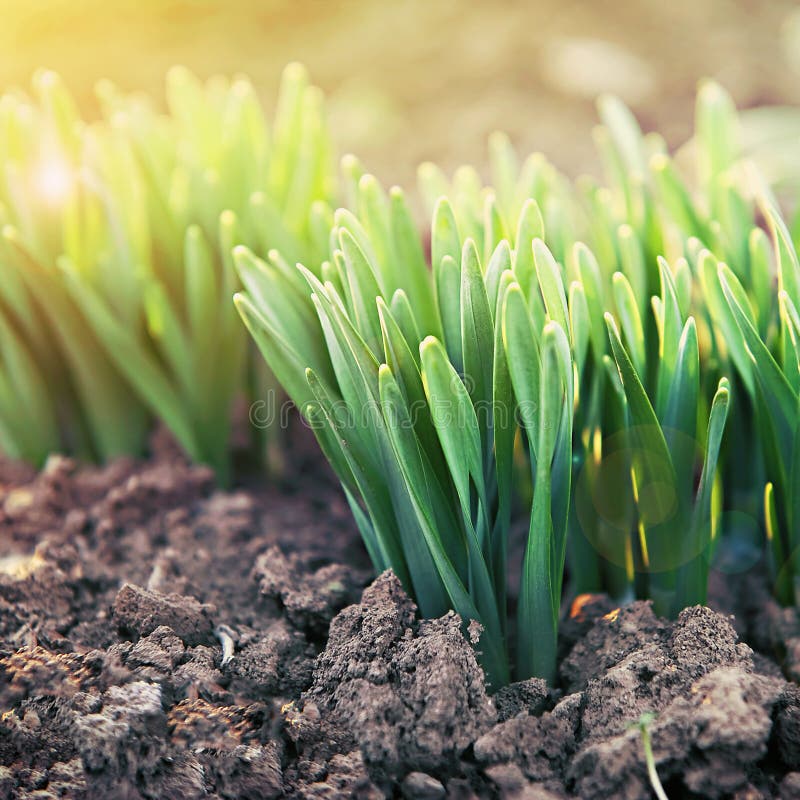 Green Shoots stock photo. Image of white, shoots, plant - 23562330