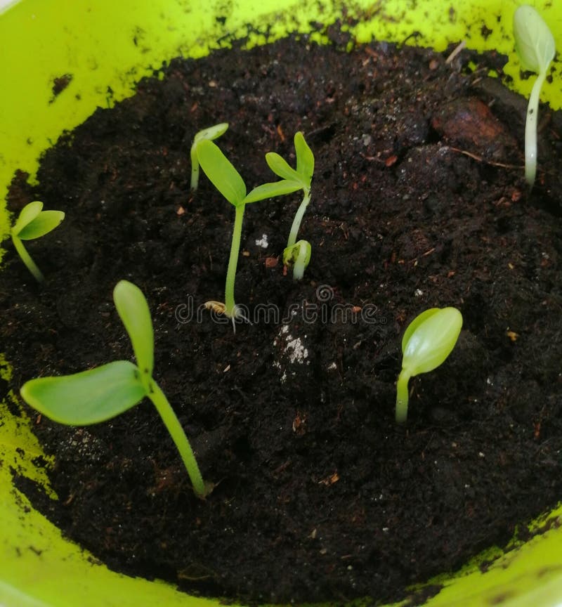 Young shoots of cucumber stock photo. Image of small - 144103552
