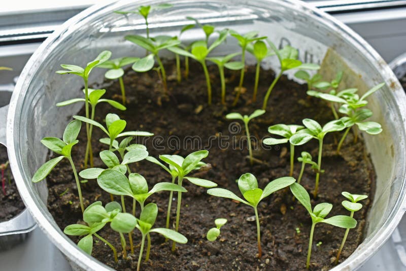 Young Spring Shoots of Trees in the Garden. Stock Image - Image of ...