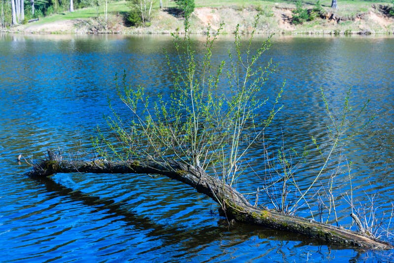 Young Green Shoots on the Old Tree Trunk. Stock Image - Image of sprout ...