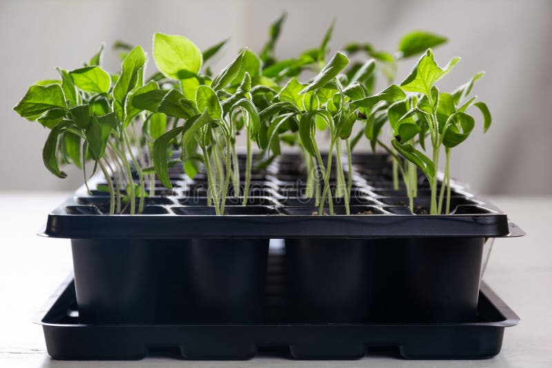Young Green Shoots of Seedlings Grow in Plastic Containers for ...