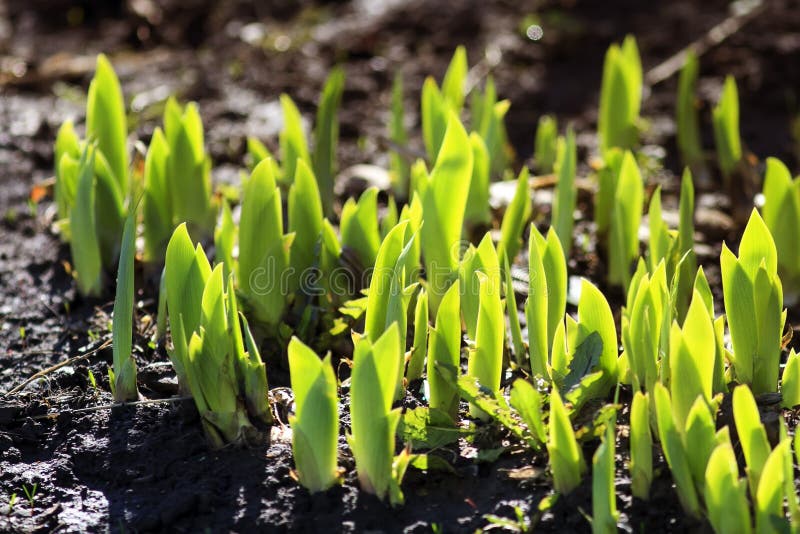 Green Shoots of Spring Make Their Way To Bright Sunny Yellow Background ...