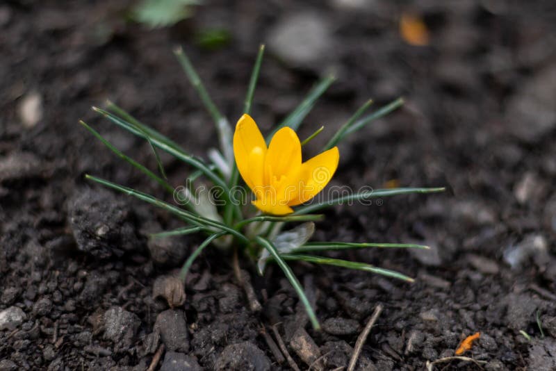 A Young Green Shoots Sprout on the Background of a Yellow Crocus in a ...