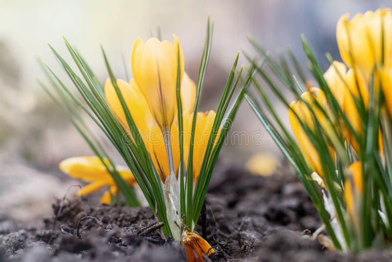 A Young Green Shoots Sprout on the Background of a Yellow Crocus in a ...
