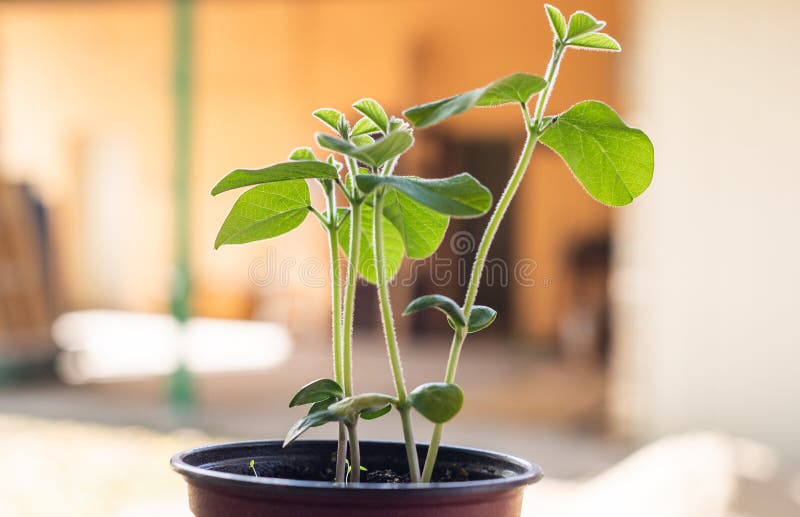 877 Soybean Pot Stock Photos - Free & Royalty-Free Stock Photos from ...