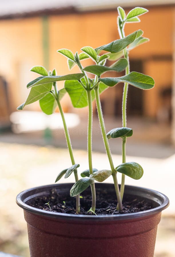 Young Green Soybean Plant in the Pot Stock Image - Image of soya, seed ...