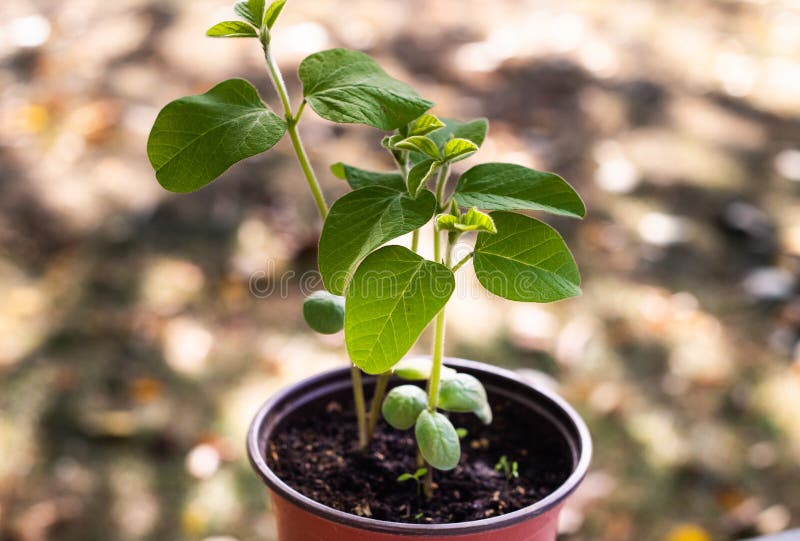 Young Green Soybean Plant in the Pot Stock Image - Image of green ...