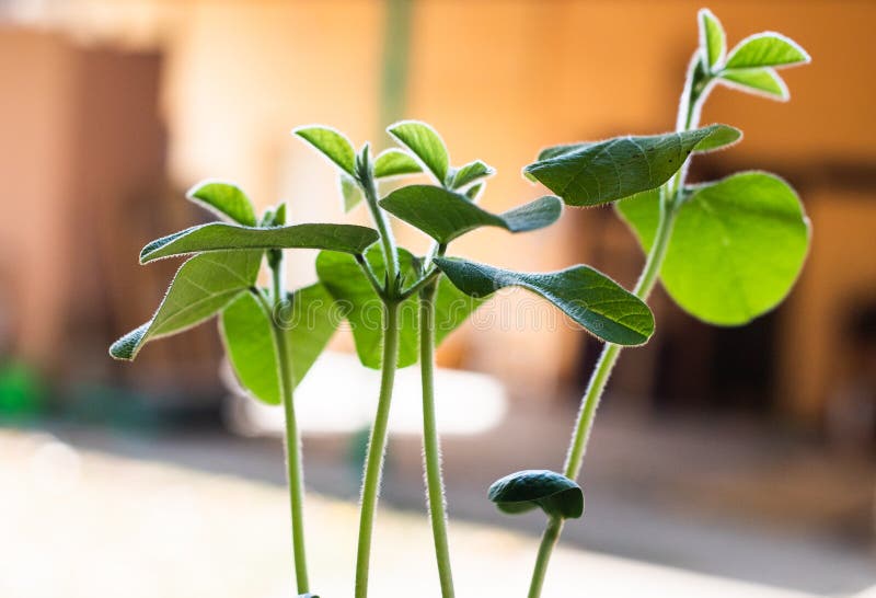Young Green Soybean Plant in the Pot Stock Photo - Image of fresh, bean ...