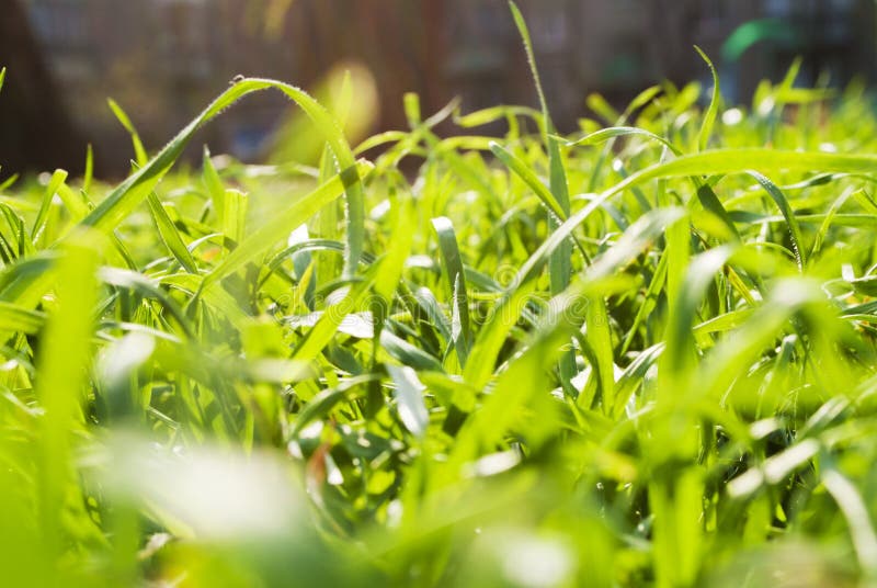 Young Green Spring Grass Close-up. Texture Stock Image - Image of close ...