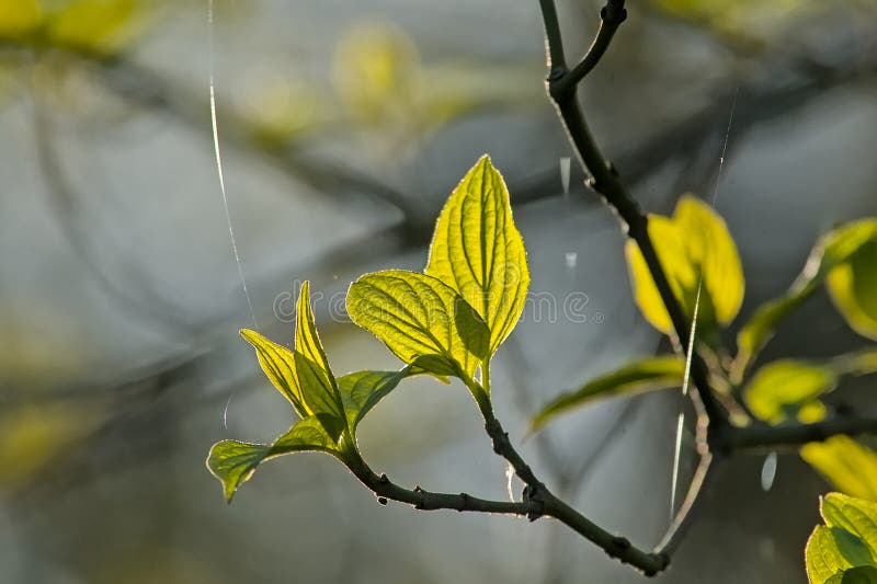 Young Green Spring Leaves of a Cornus Plant Stock Image - Image of ...