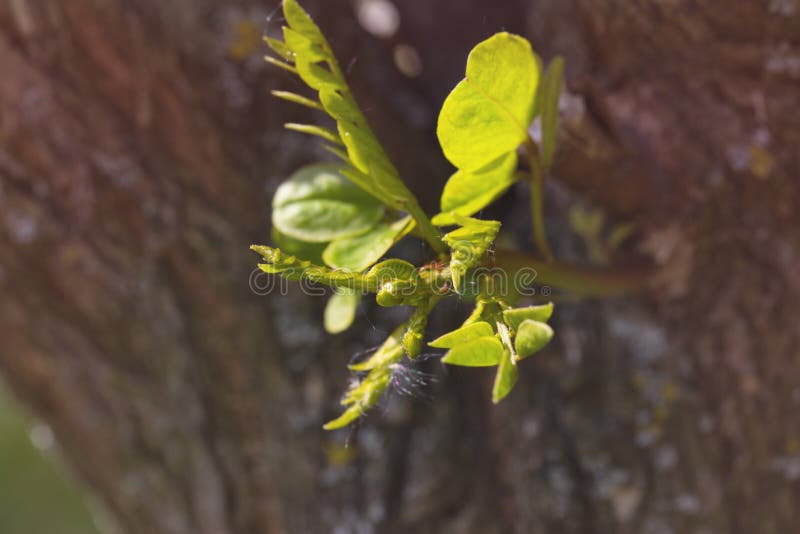 Young Green Sprout of an Acacia on a Tree Trunk Stock Photo - Image of ...