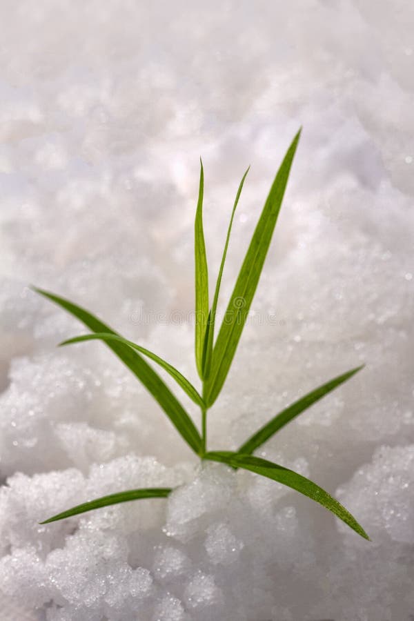 Young Green Sprout Breaks through the Cold Snow Stock Image - Image of ...