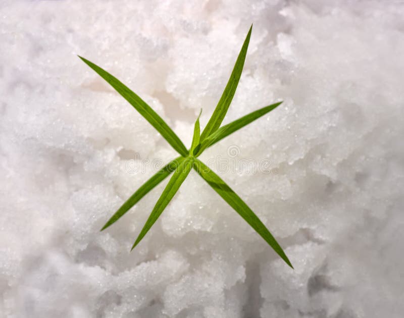 Green sprout on snow stock photo. Image of health, decoration - 13590378