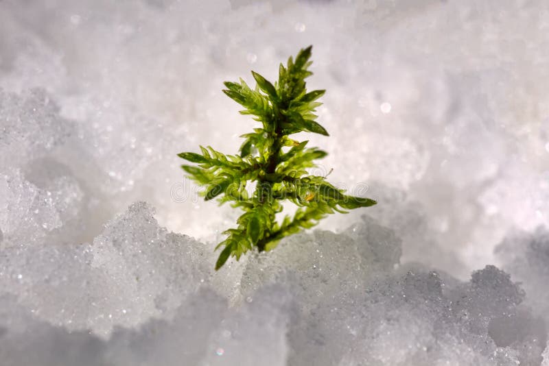 Green sprout on snow stock photo. Image of health, decoration - 13590378