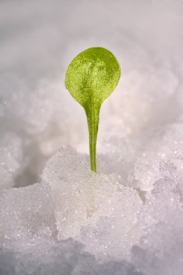 Young Green Sprout Breaks through the Cold Snow Stock Image - Image of ...