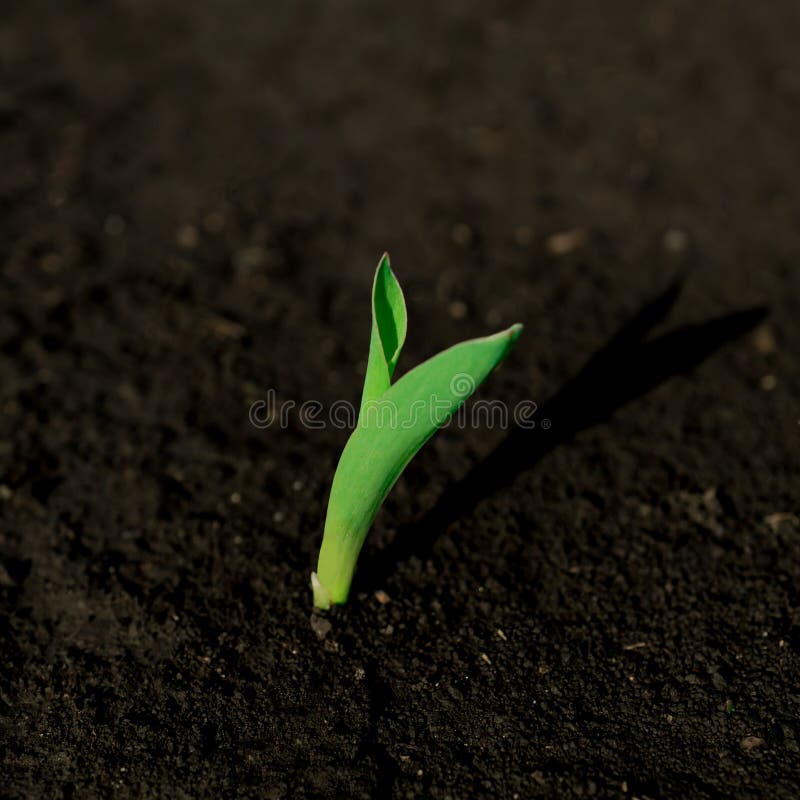 The corn is germinating stock photo. Image of cultivated - 285043276