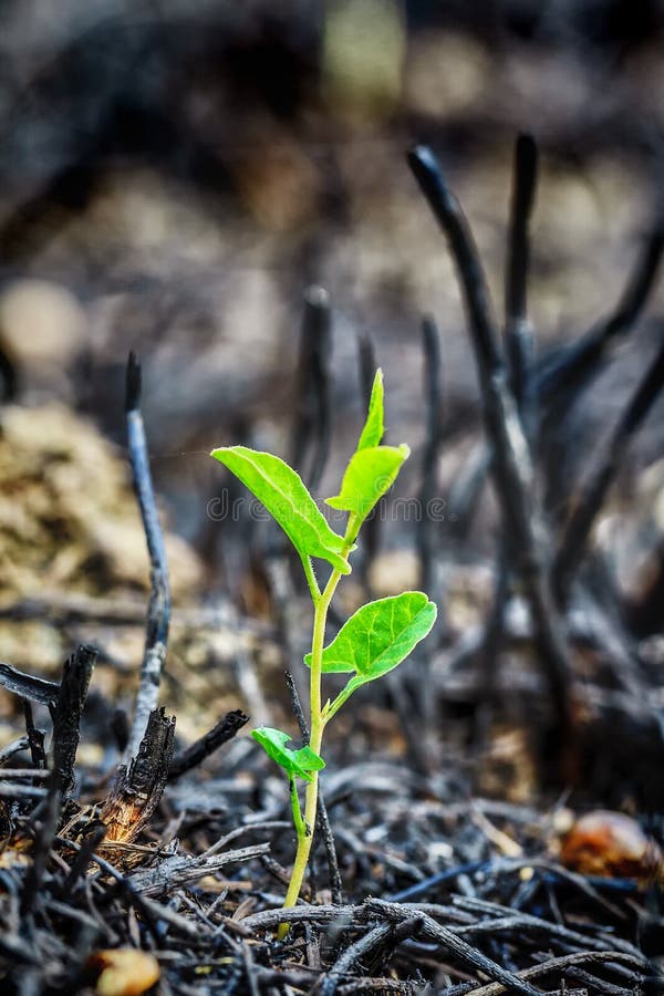 Young Green Sprout after Fire. Stock Photo - Image of earth, brushfire ...