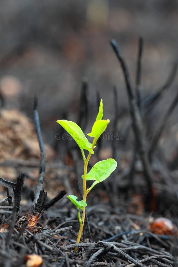 Young Green Sprout after Fire. Stock Image - Image of burn, landscape ...