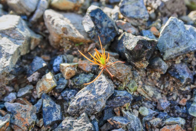 Young Sprout Makes Its Way through the Stone Stock Image - Image of ...