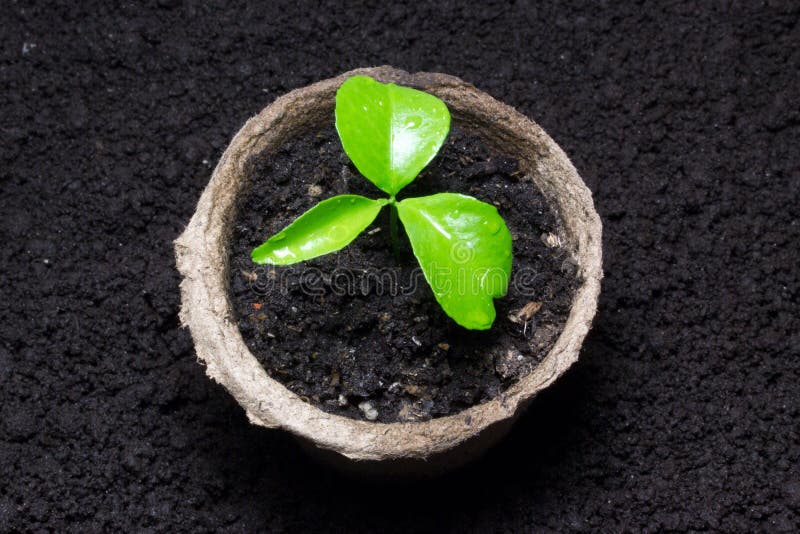 Young Green Sprout in the Pot Stock Image - Image of healthy, natural ...