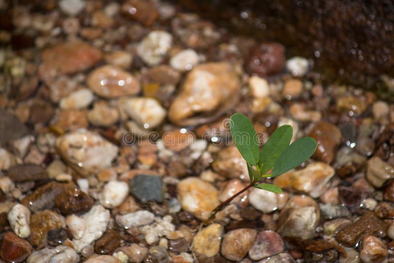 Young Green Sprout Sprouting in Stone Stock Image - Image of escape ...