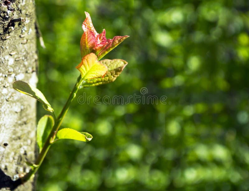 Young Green Sprout of a Tree from a Tree Trunk in a Forest Stock Photo ...