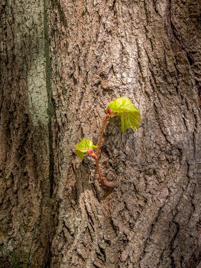 Young Green Sprout on a Tree Trunk. Stock Image - Image of bark ...