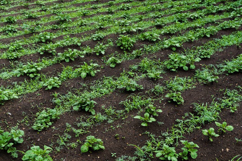 Young Green Sprouted Potato Shoots on the Field Stock Image - Image of ...