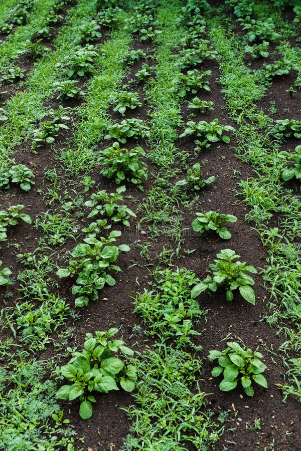 Young Green Sprouted Potato Shoots on the Field Stock Image - Image of ...