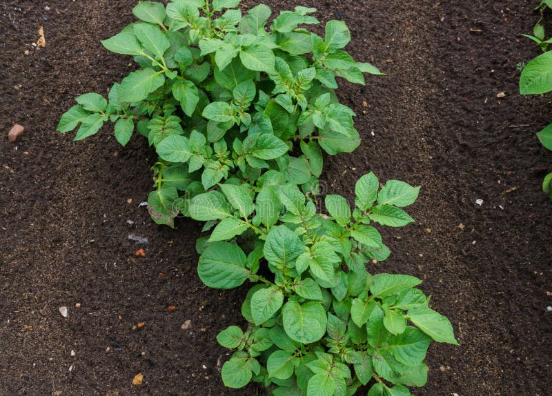 Young Green Sprouted Potato Shoots on the Field Stock Photo - Image of ...