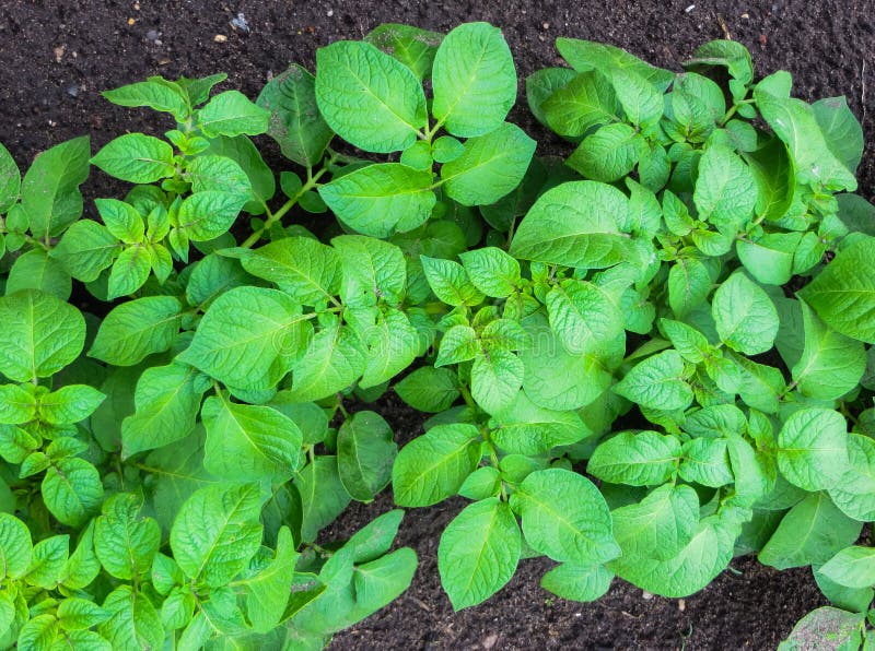Young Green Sprouted Potato Shoots in the Garden Stock Image - Image of ...