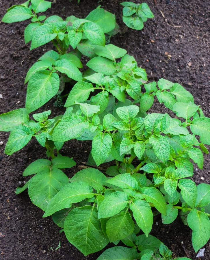 Young Green Sprouted Potato Shoots in the Garden Stock Image - Image of ...