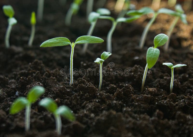 Green Sprouts of Coconut Tree Stock Photo - Image of growing, shoot ...