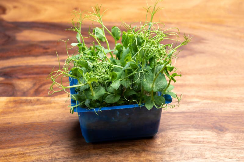 Affilla Cress Stock Photos - Free & Royalty-Free Stock Photos from ...