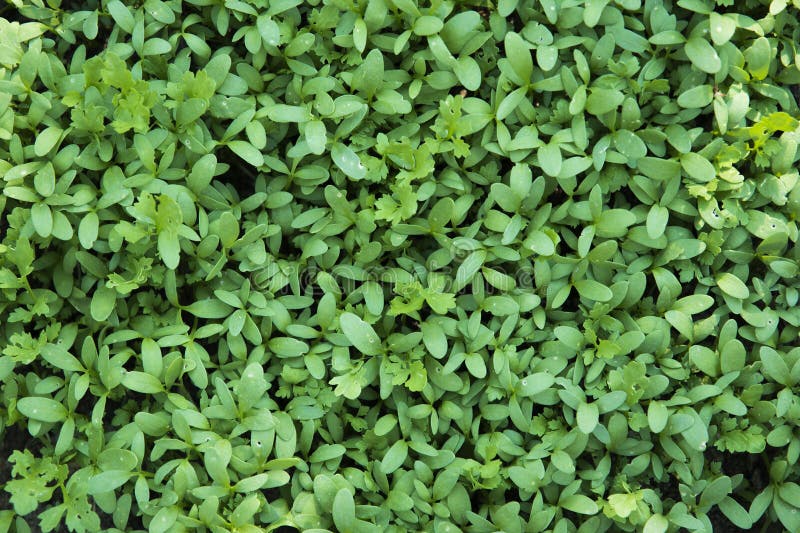 Young green sprouts stock photo. Image of field, farmland - 69589176