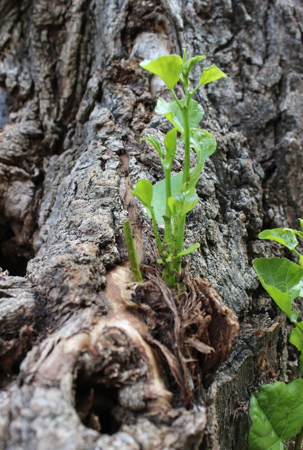 Young Green Sprouts Grow from the Root of an Old Tree with Ancient Bark ...