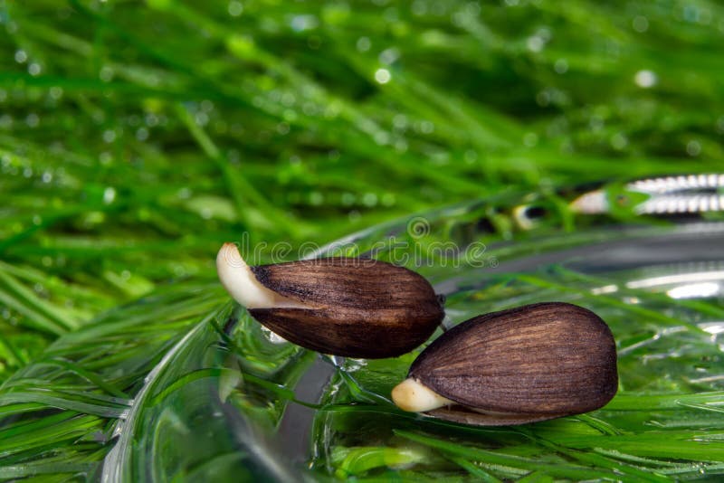 Young Green Sprouts from Large Sunflower Seeds Stock Photo - Image of ...