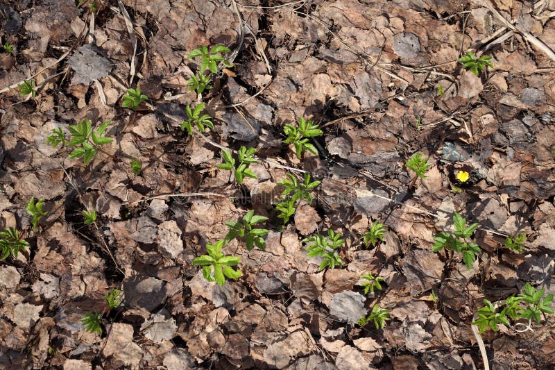 137 Rotten Sprouts Stock Photos - Free & Royalty-Free Stock Photos from ...