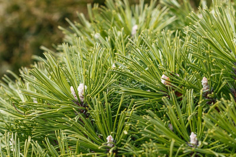 Young Green Sprouts on Pine Wood Stock Image - Image of design, nature ...
