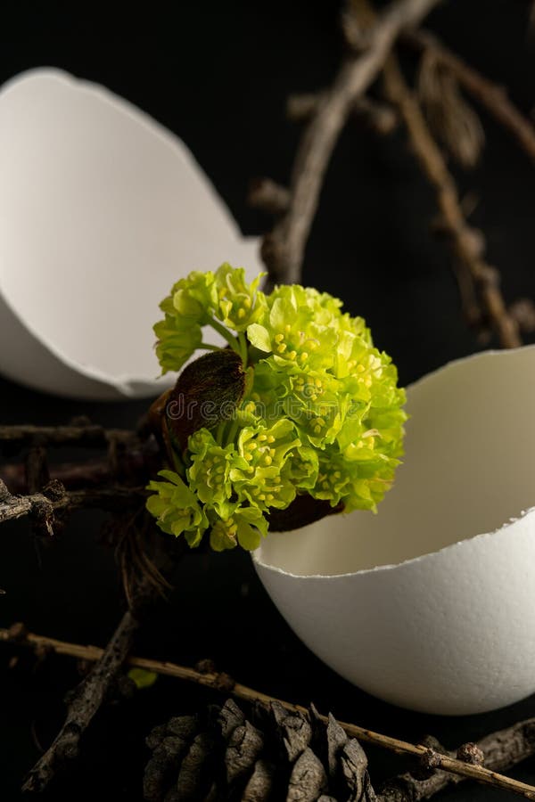 Young Green Sprouts on a Tree Branch and Broken Egg Shell Stock Photo ...